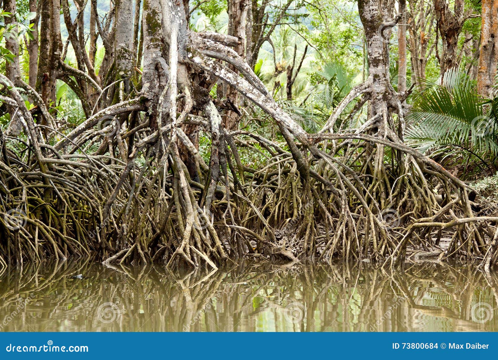 Mangrovia E Foreste Pluviali Nel Borneo Fotografia Stock - Immagine di ...