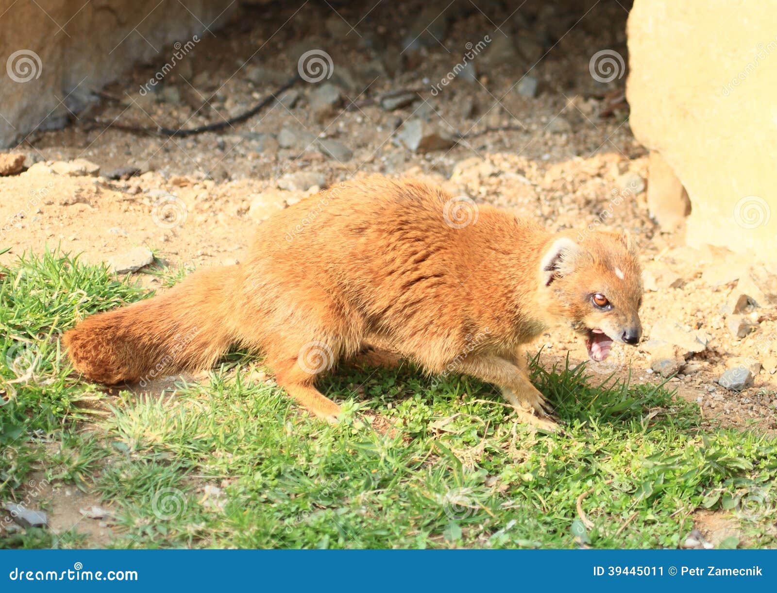 Mangusta Stock Photos - Download 65 Royalty Free Photos