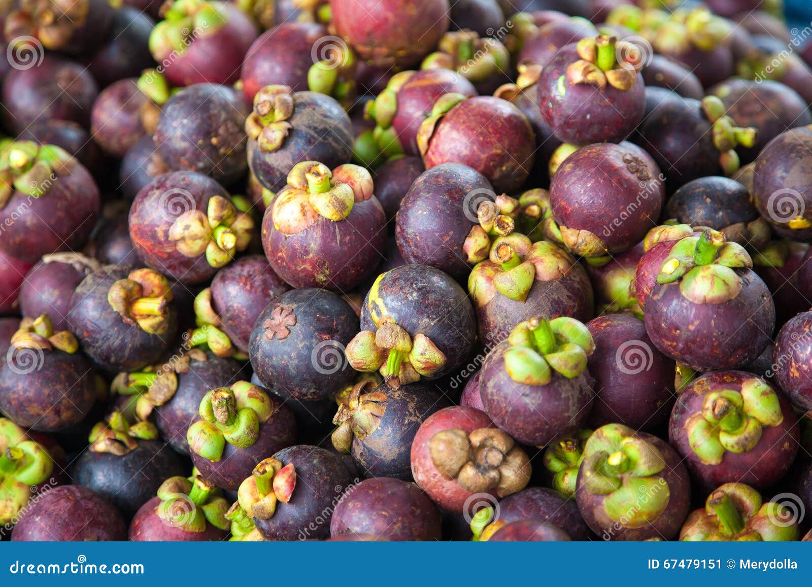 Mangustin s fruit stock image. Image of fruit, nutritious - 67479151