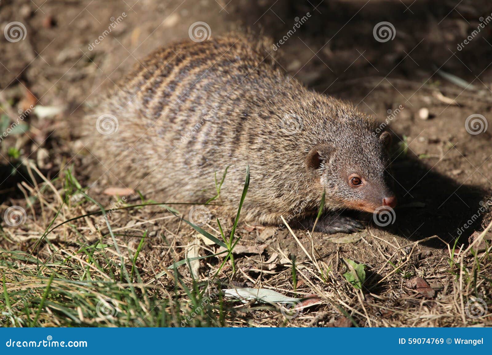 Mangusto Unido (colonus Do Mungo Dos Mungos) Imagem de Stock - Imagem ...