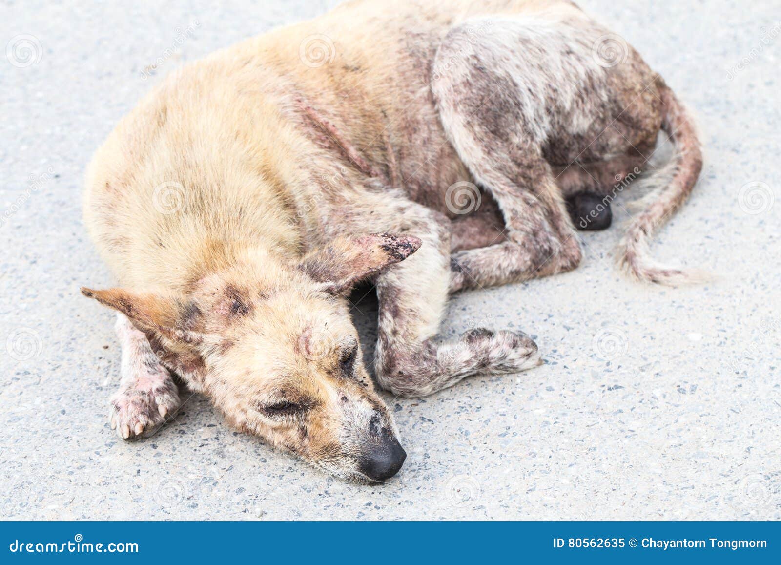Mangy or Scabby or Lazarus Dog Lying Stock Image - Image of life ...