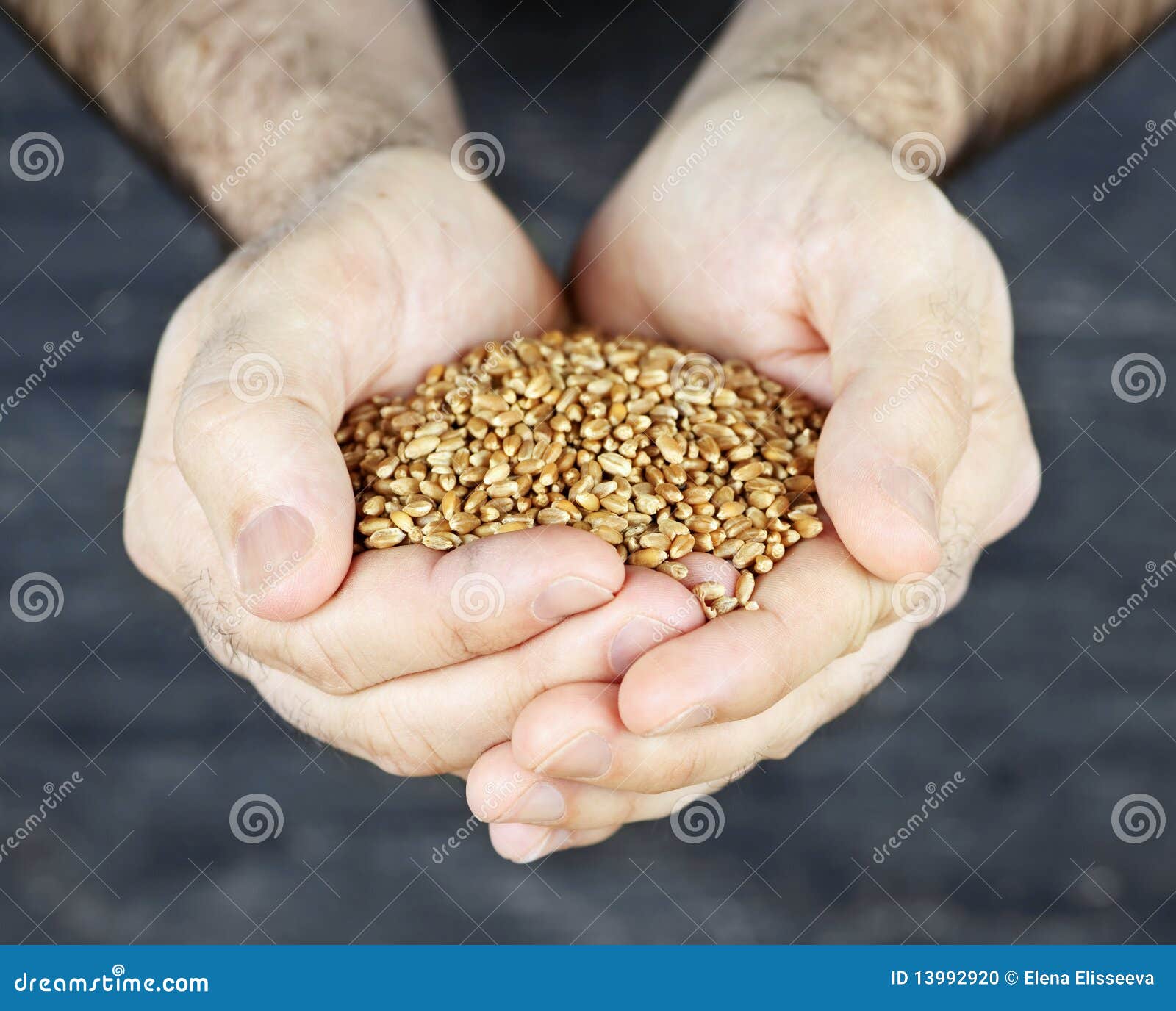 Mani che tengono granulo fotografia stock. Immagine di tenuta - 13992920