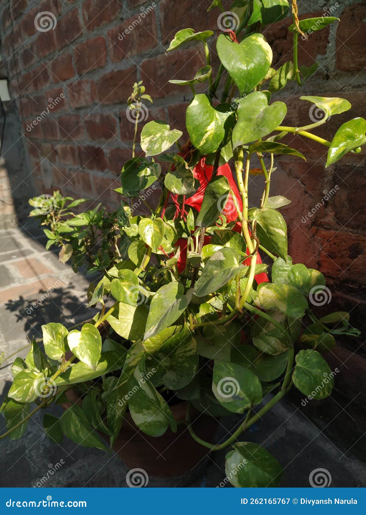 A Mani Plant Tree with Money Makes Happy Stock Image - Image of tree ...