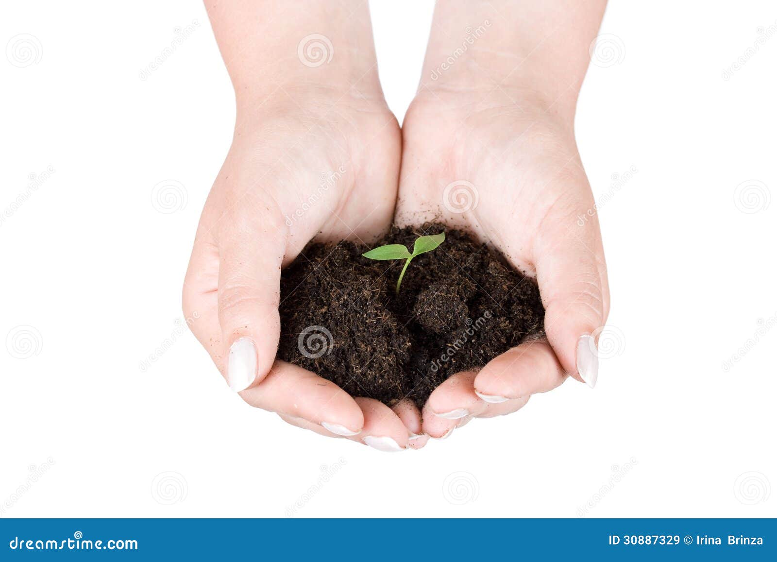 Mani Umane Che Tengono Pianta Immagine Stock - Immagine di barrette ...