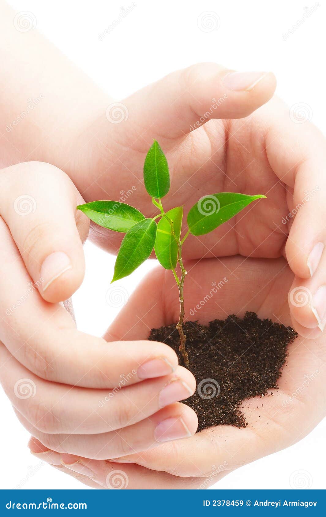 Mani Umane E Pianta Giovane Immagine Stock - Immagine di giardinaggio ...