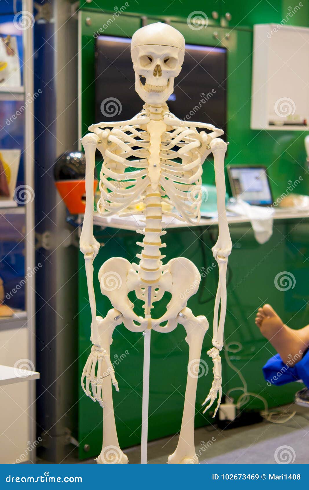 Manichino Di Scheletro Umano Bianco Immagine Stock - Immagine di bordo ...