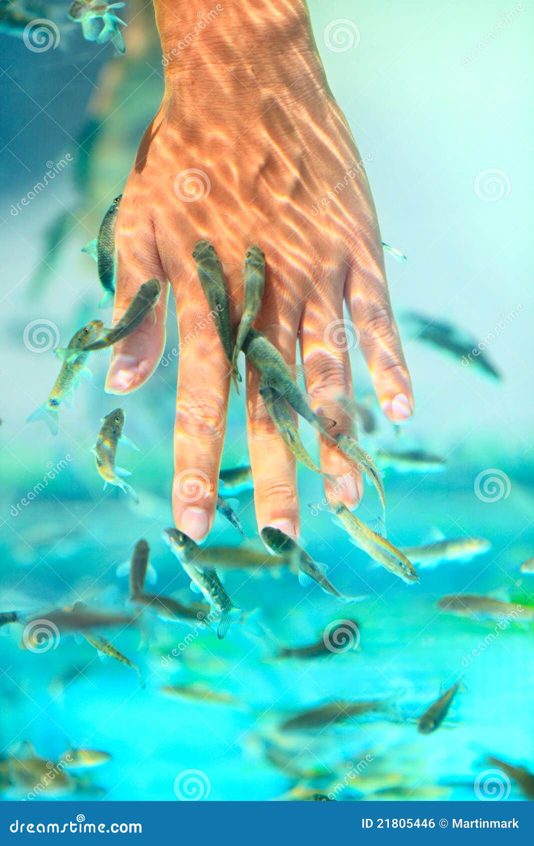Manicure fish spa stock photo. Image of hands, close - 21805446
