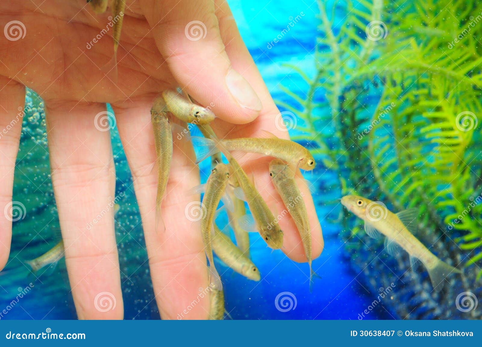 Manicure Fish Spa Beauty Treatment. Stock Image - Image of beautiful ...