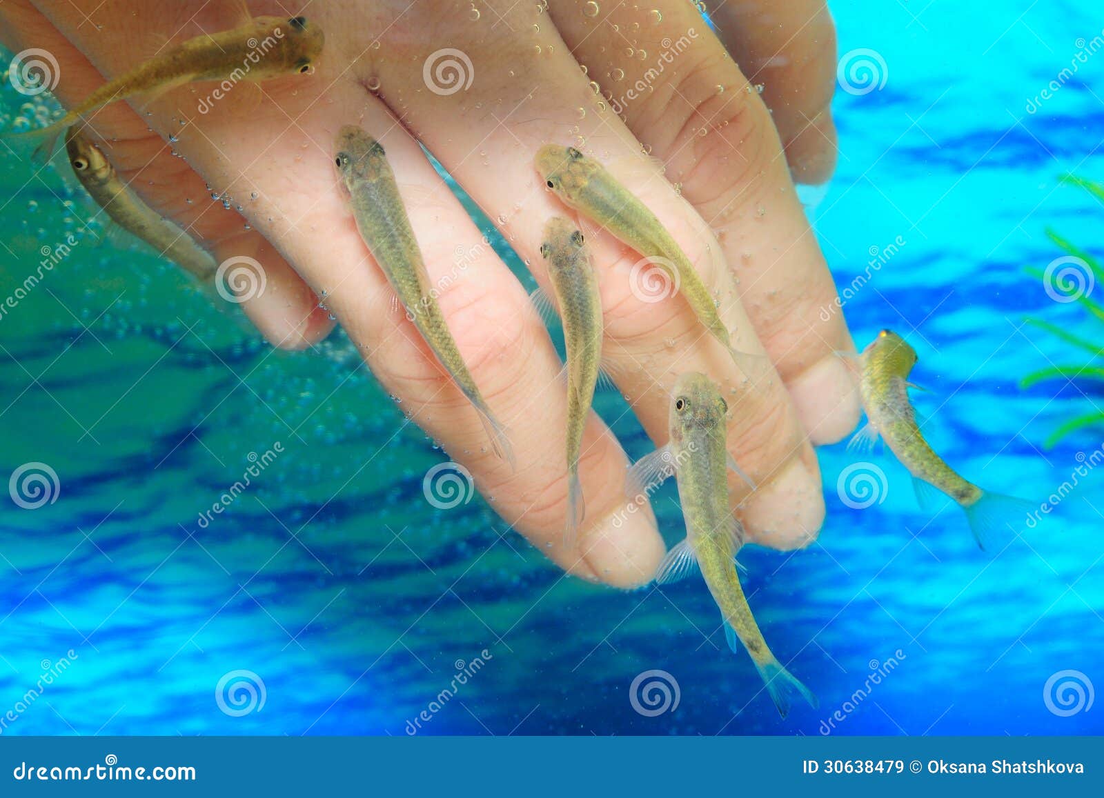 Manicure Fish Spa Beauty Treatment. Stock Image - Image of hygiene ...