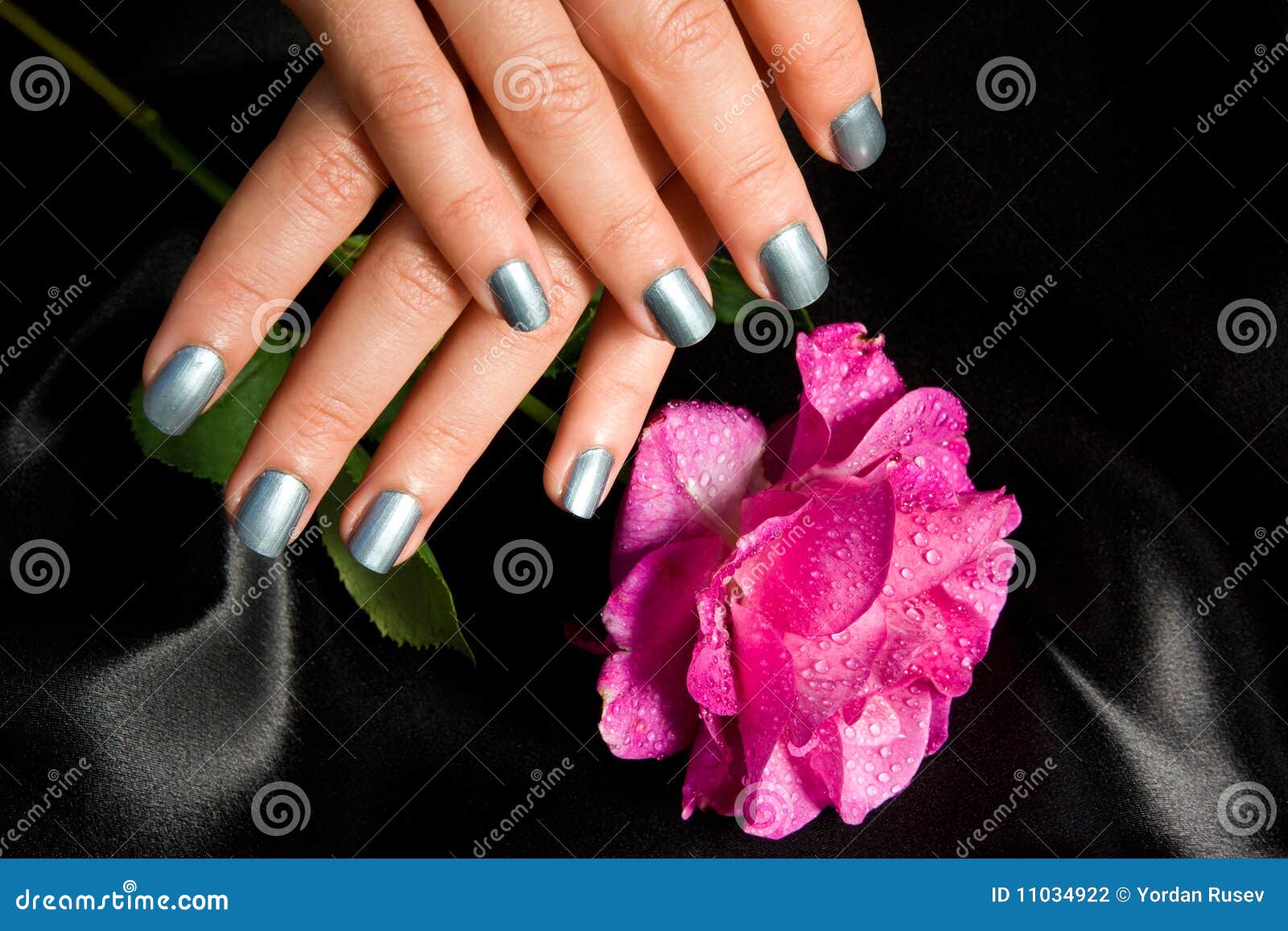 Manicure with rose stock photo. Image of blush, female - 11034922