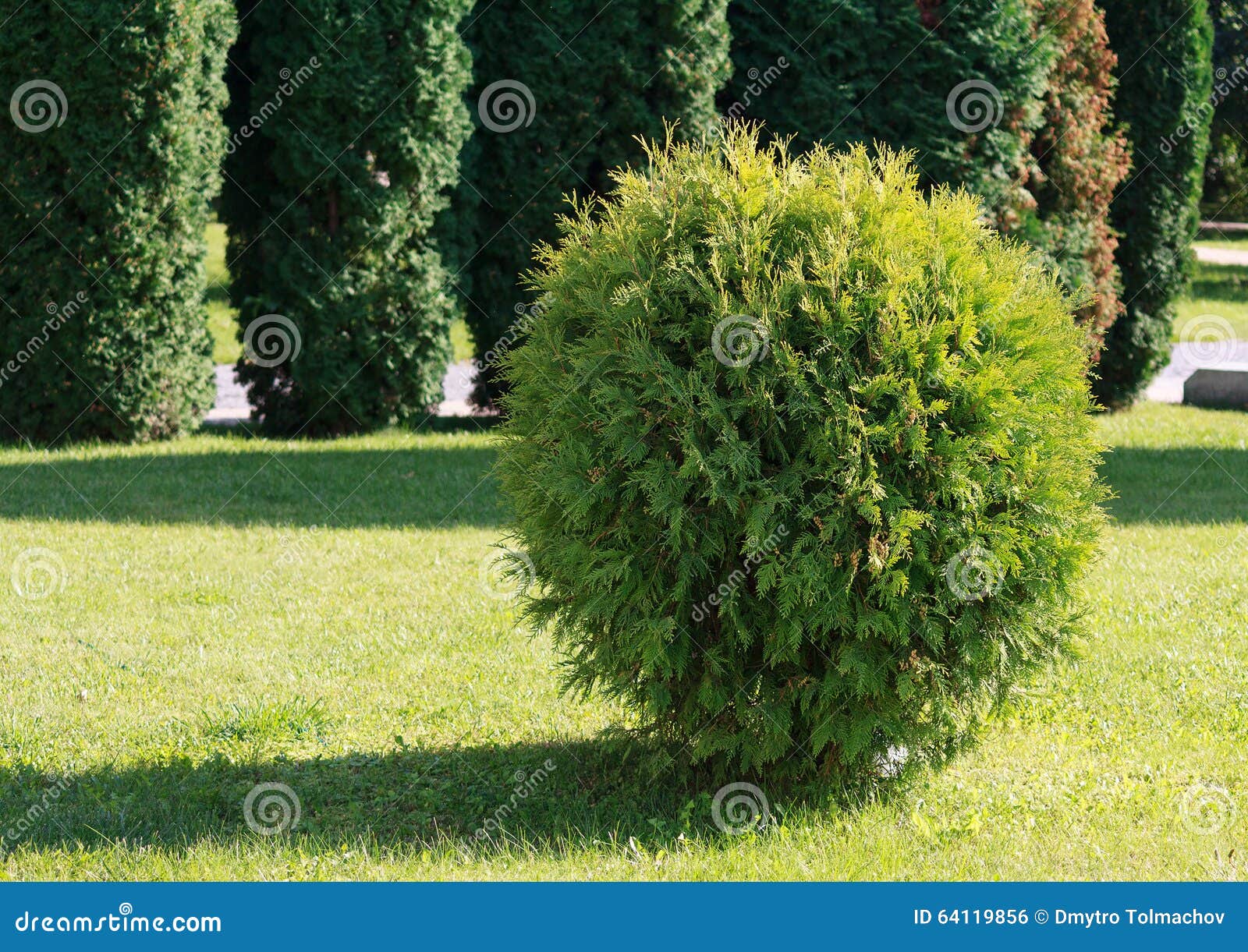 Manicured Bush in the Garden Lit by the Sun Stock Photo - Image of ...