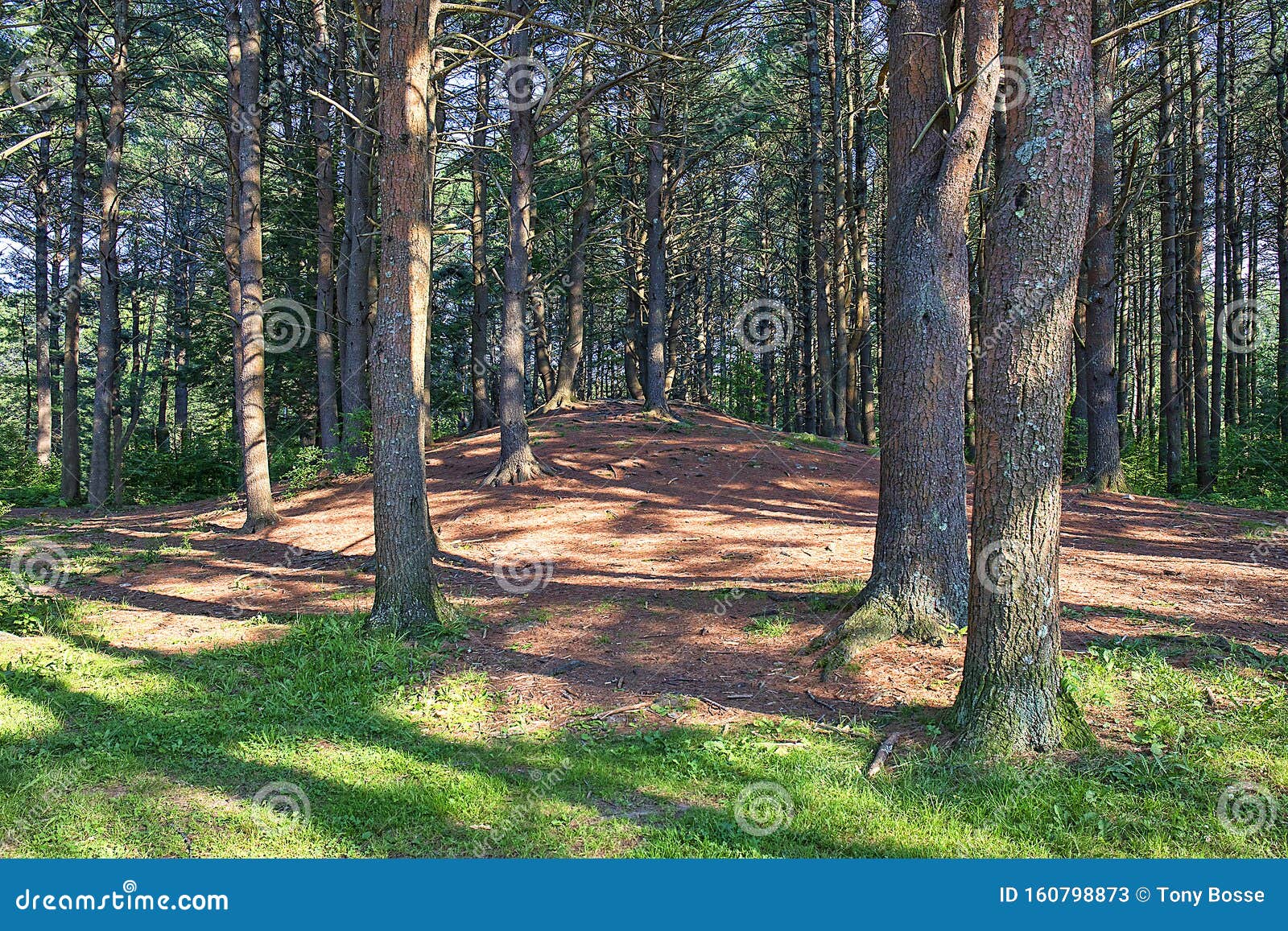 Manicured Forest with Hill stock image. Image of nature - 160798873