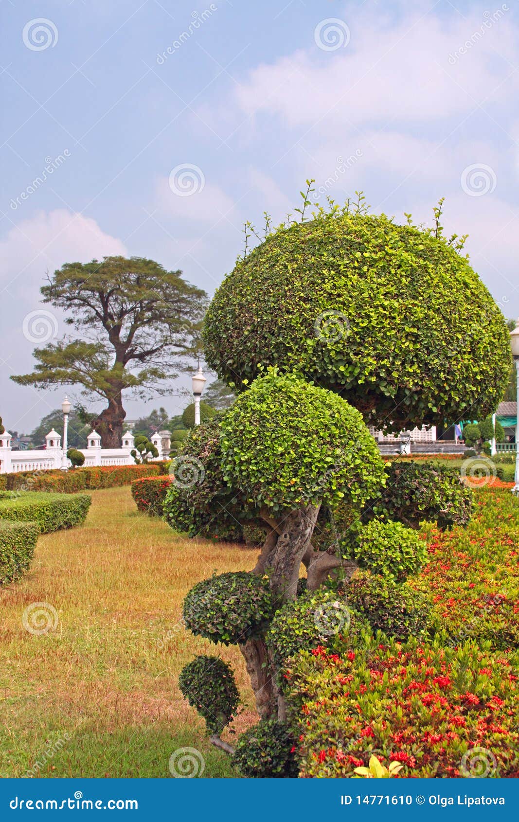Manicured garden shrub stock photo. Image of evergreen - 14771610