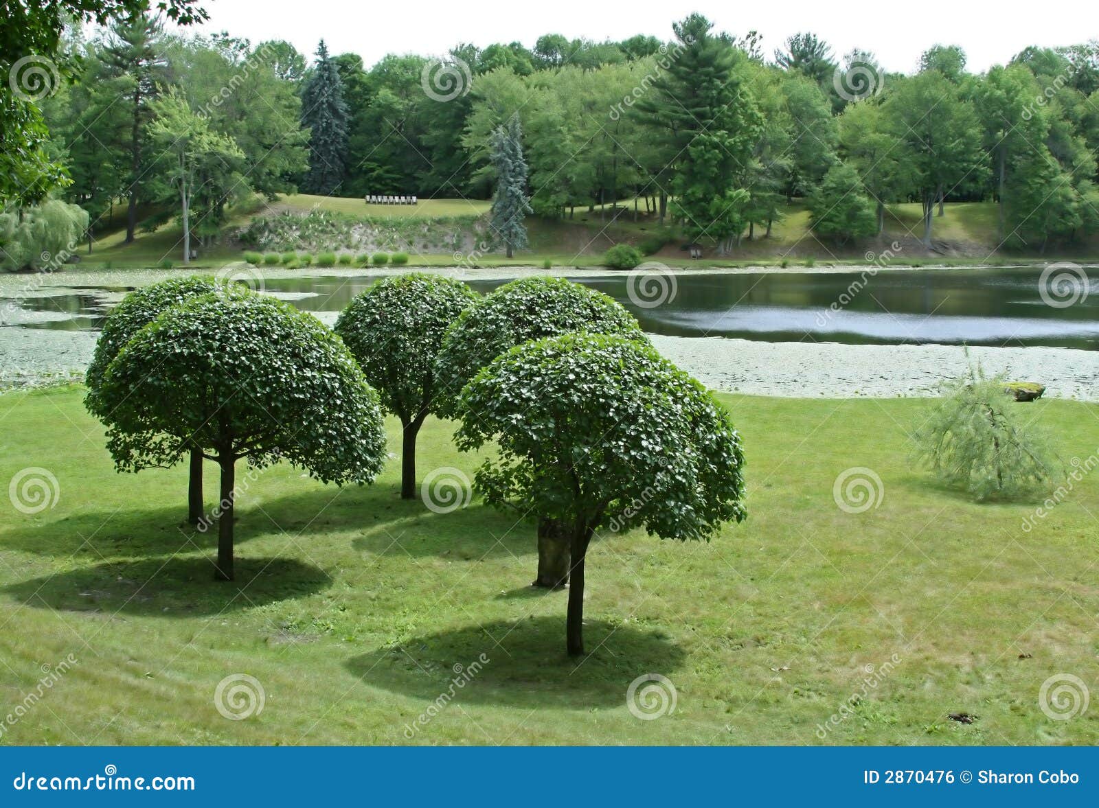 Manicured Trees stock photo. Image of benches, peace, camp - 2870476