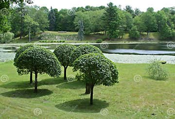 Manicured Trees stock photo. Image of benches, peace, camp - 2870476