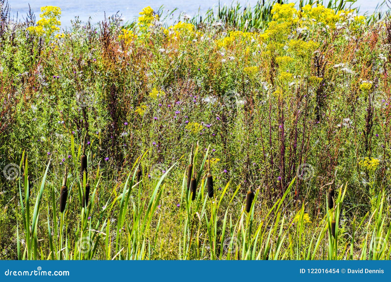 Manifesto dei giunchi fotografia stock. Immagine di palude - 122016454