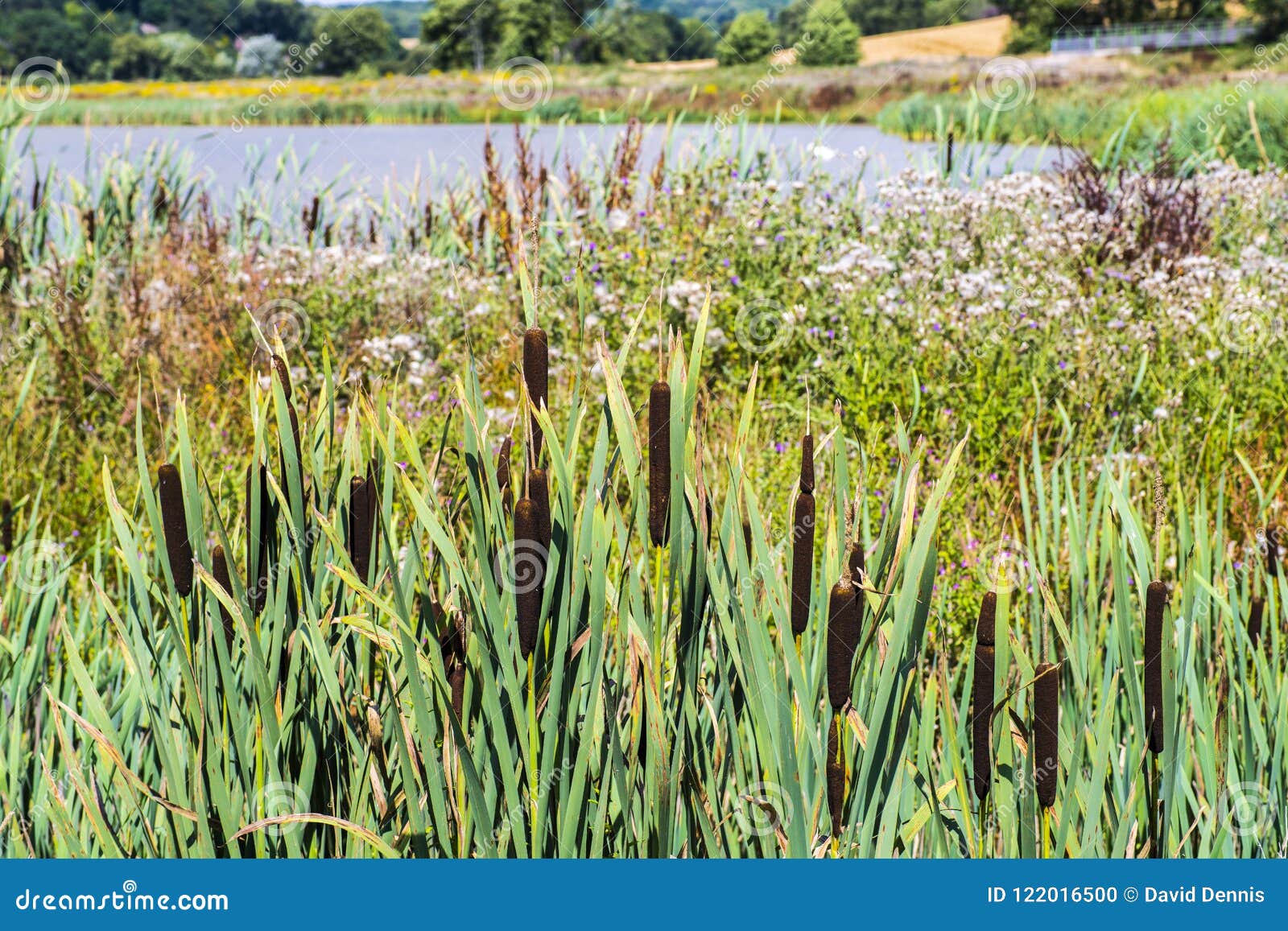 Manifesto dei giunchi fotografia stock. Immagine di palude - 122016500