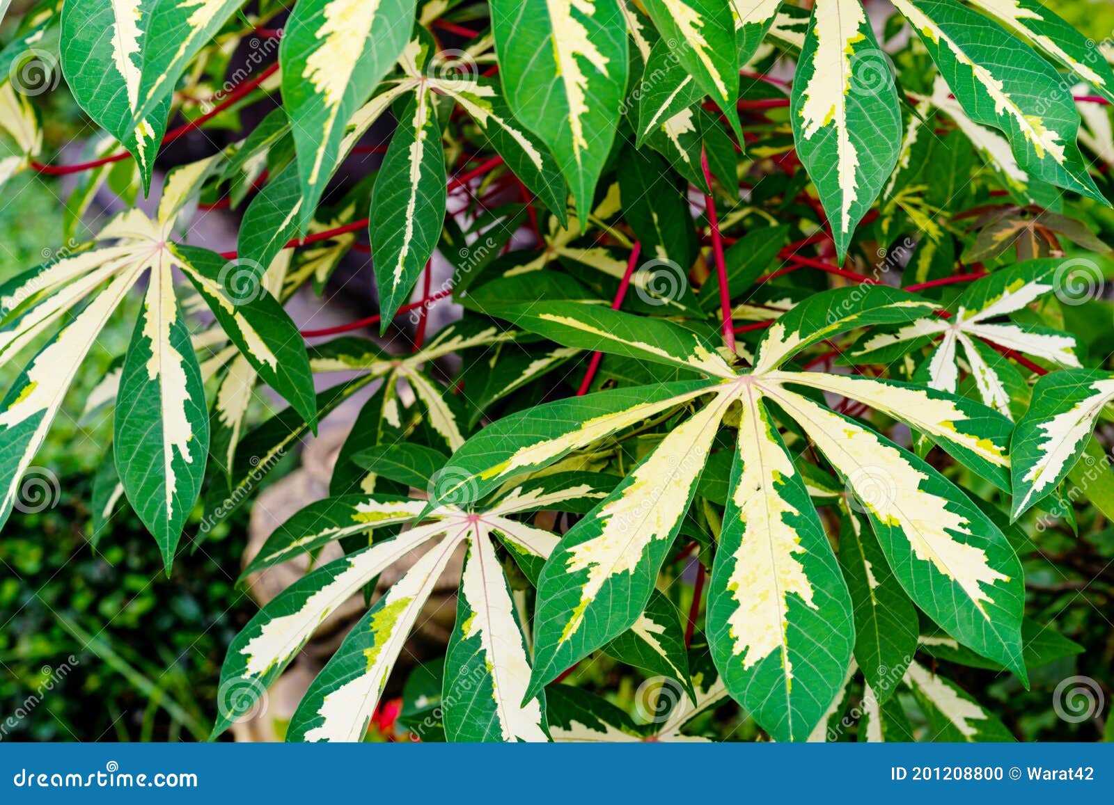 Manihot Esculenta Crantz Leaves Pattern Stock Photo - Image of banner ...