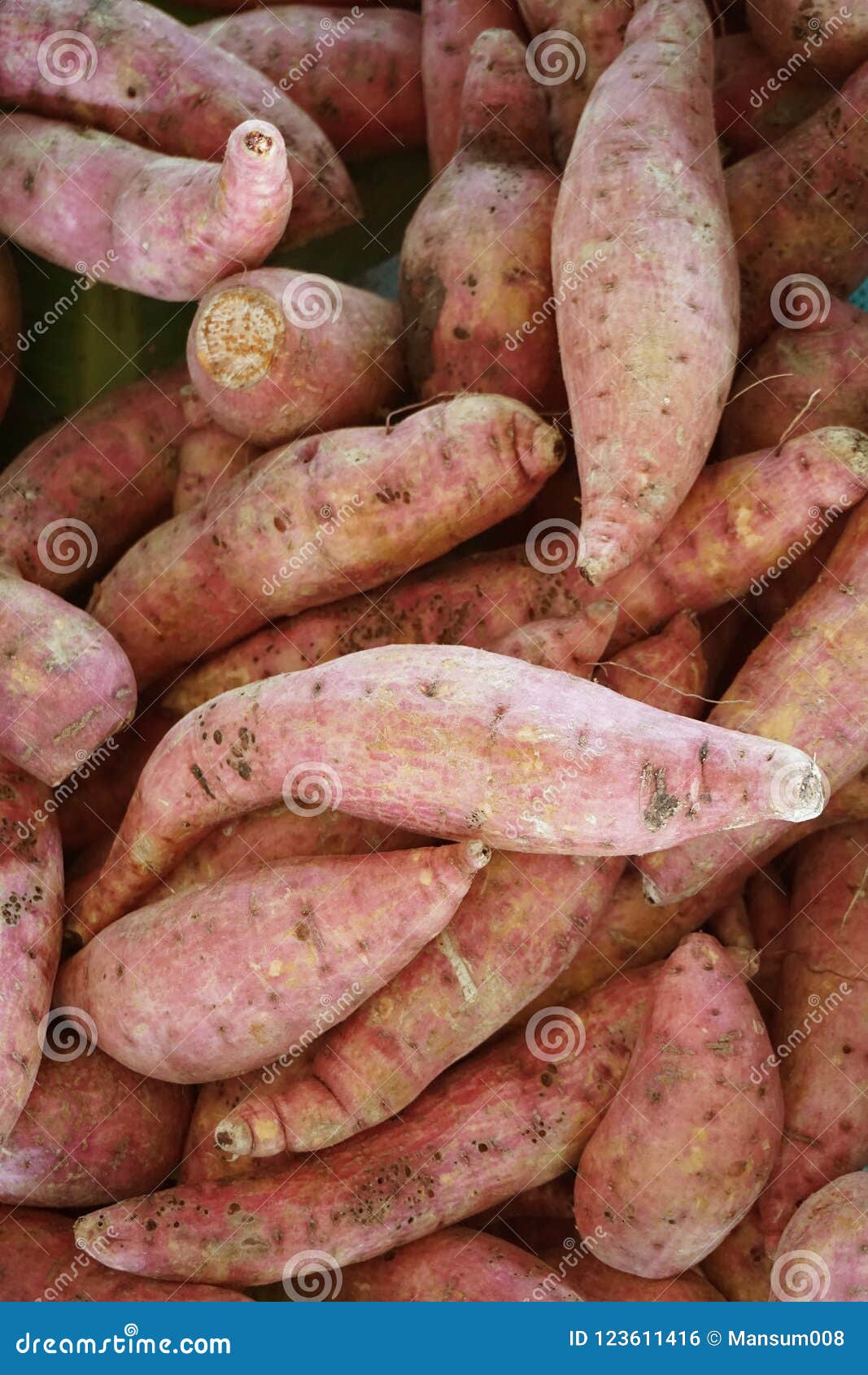 Manihot Esculenta Root in Fruit Shop Stock Photo - Image of plant ...
