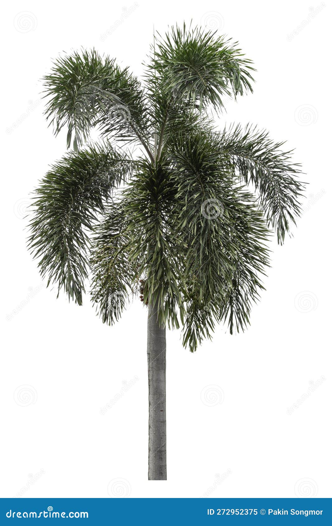 Manila Palm Fruits. Royalty-Free Stock Photo | CartoonDealer.com #130041003