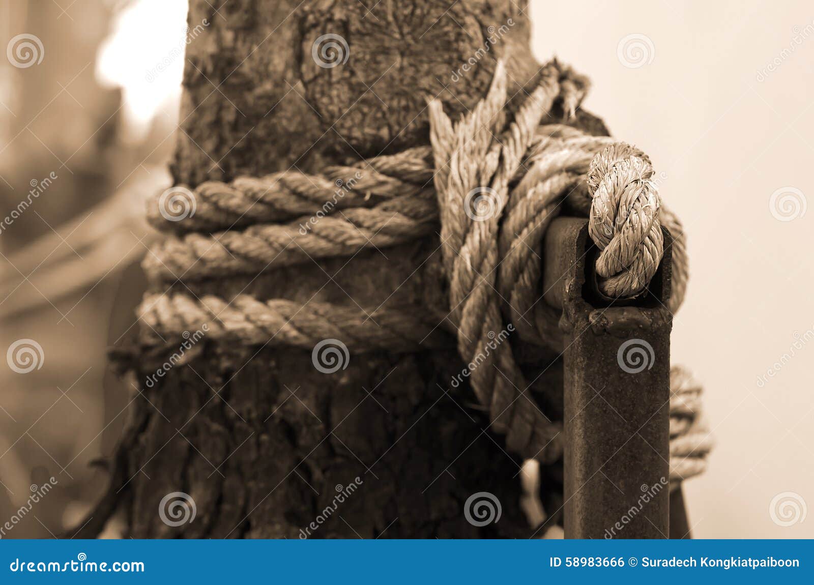 Manila Rope Around the Tree Stock Photo - Image of knot, growth: 58983666