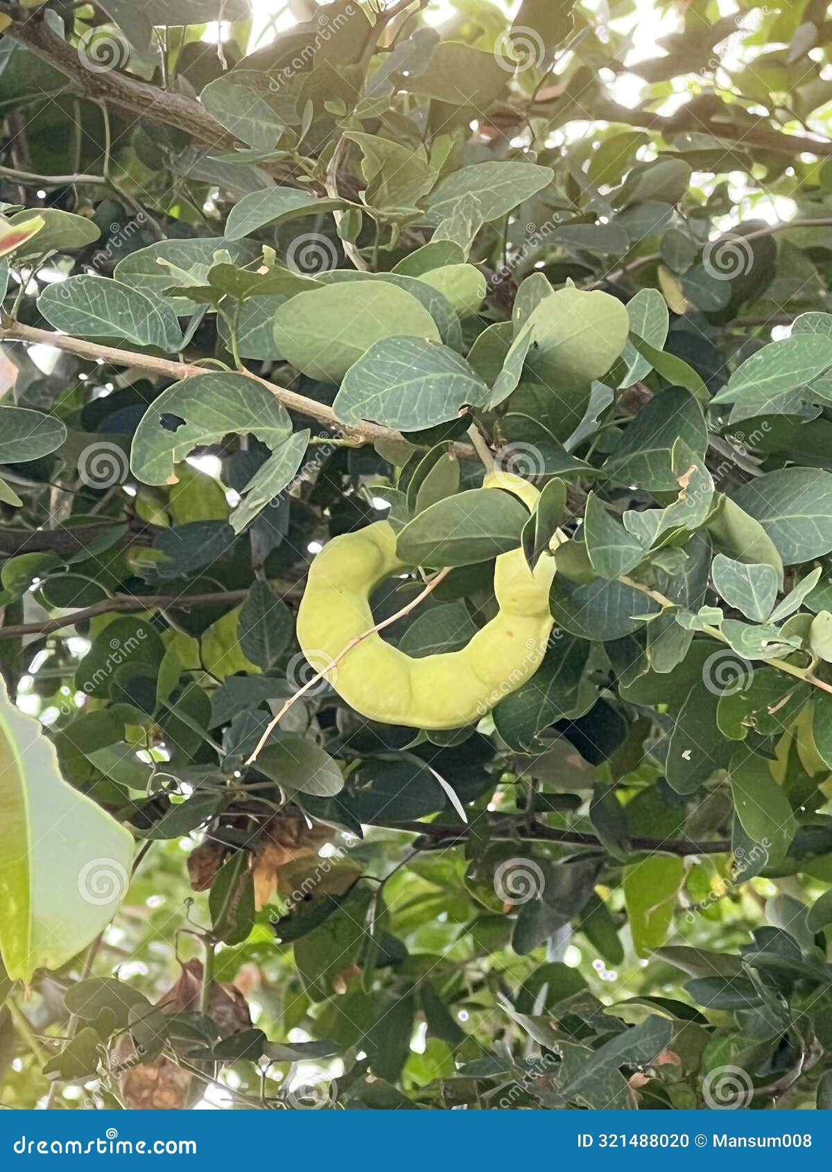 Manila Tamarind Fruit. Popular Fruit In India And Southeast Asia Stock ...
