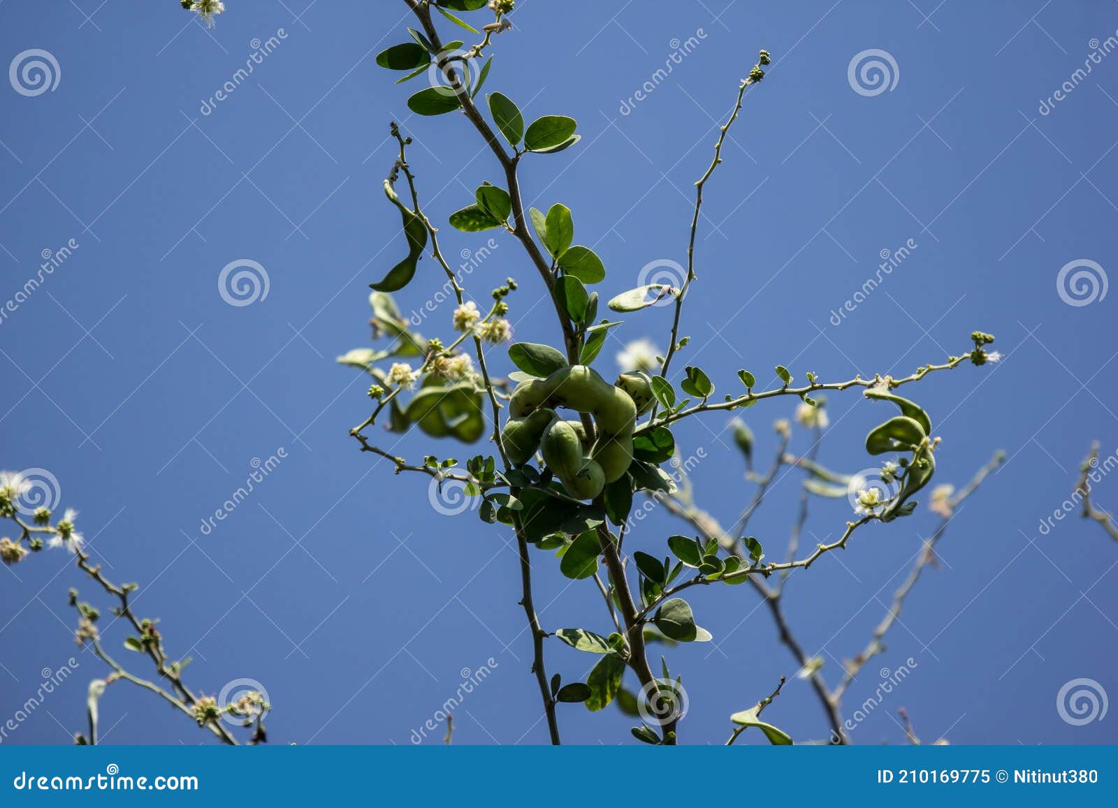Manila Tamarind Fruit on Tree Stock Image - Image of garden, tree ...