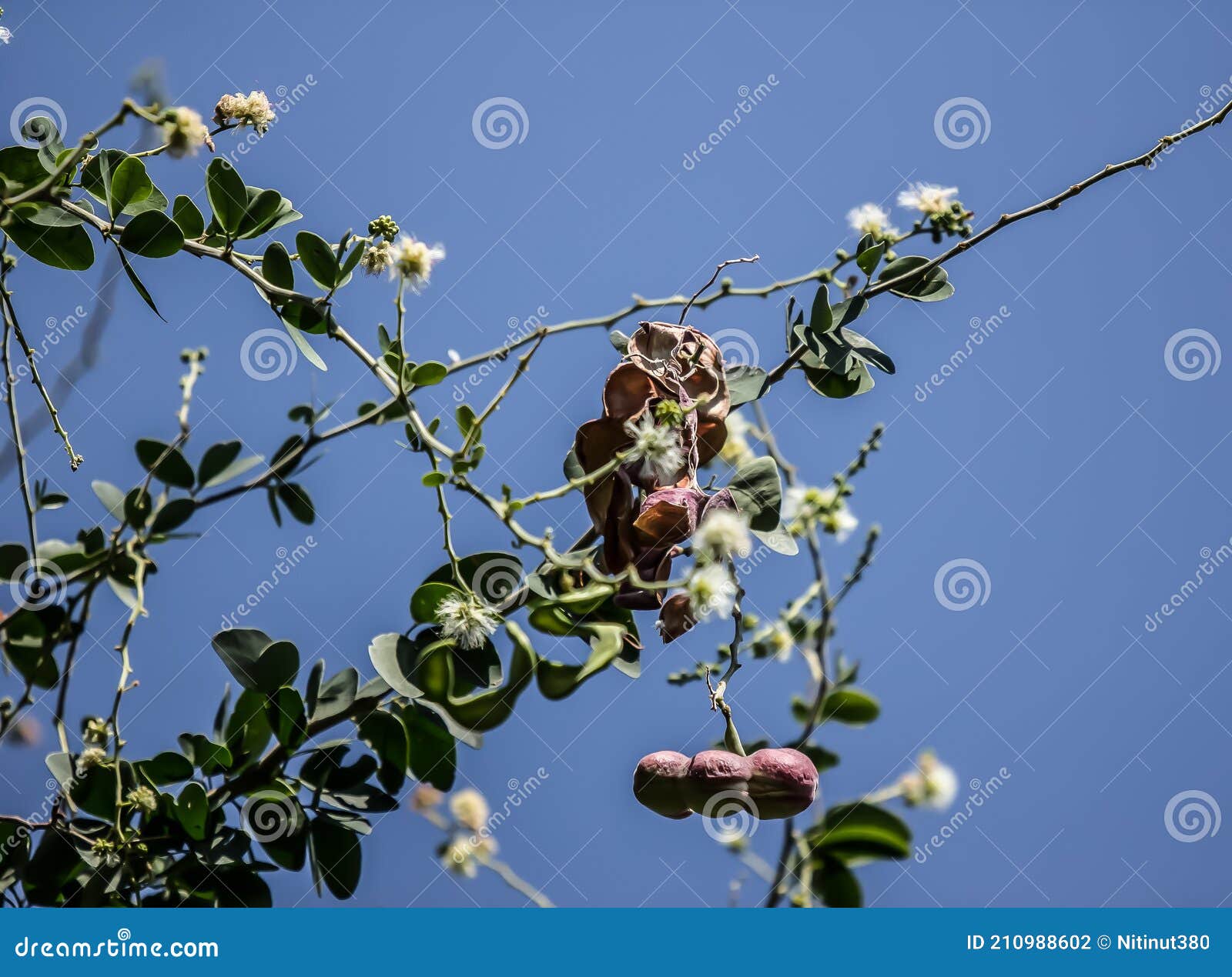 Manila Tamarind Fruit on Tree Stock Photo - Image of natural, nature ...