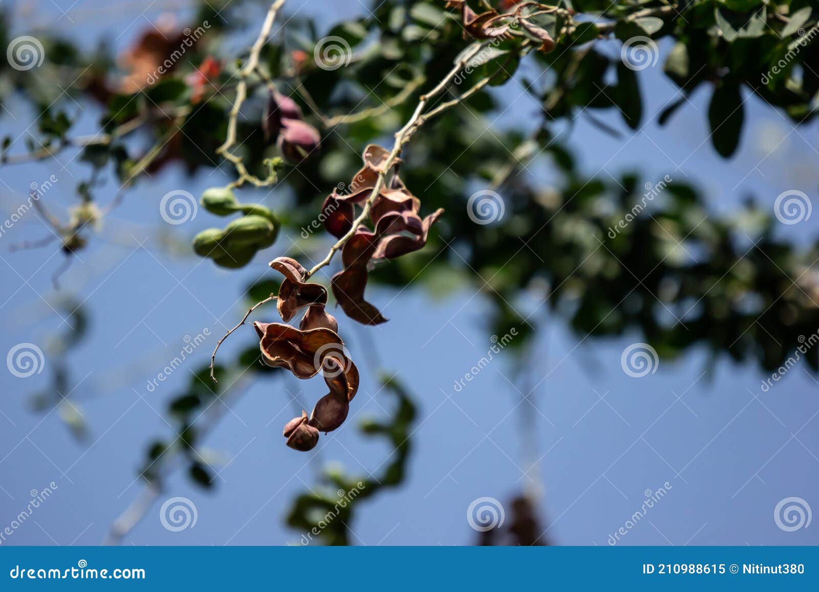 Manila Tamarind Fruit on Tree Stock Image - Image of green, sweet ...