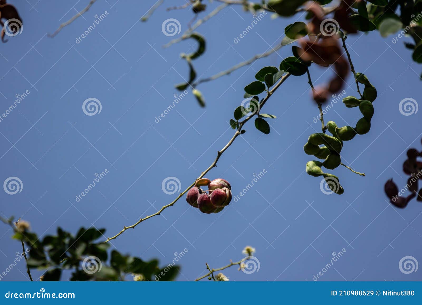 Manila Tamarind Fruit on Tree Stock Image - Image of manila, tree ...