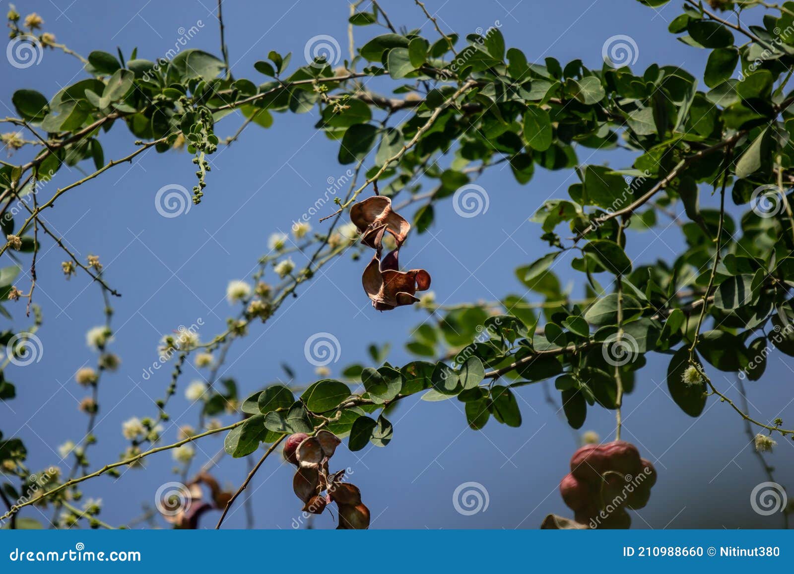 Manila Tamarind Fruit on Tree Stock Photo - Image of nature, asia ...