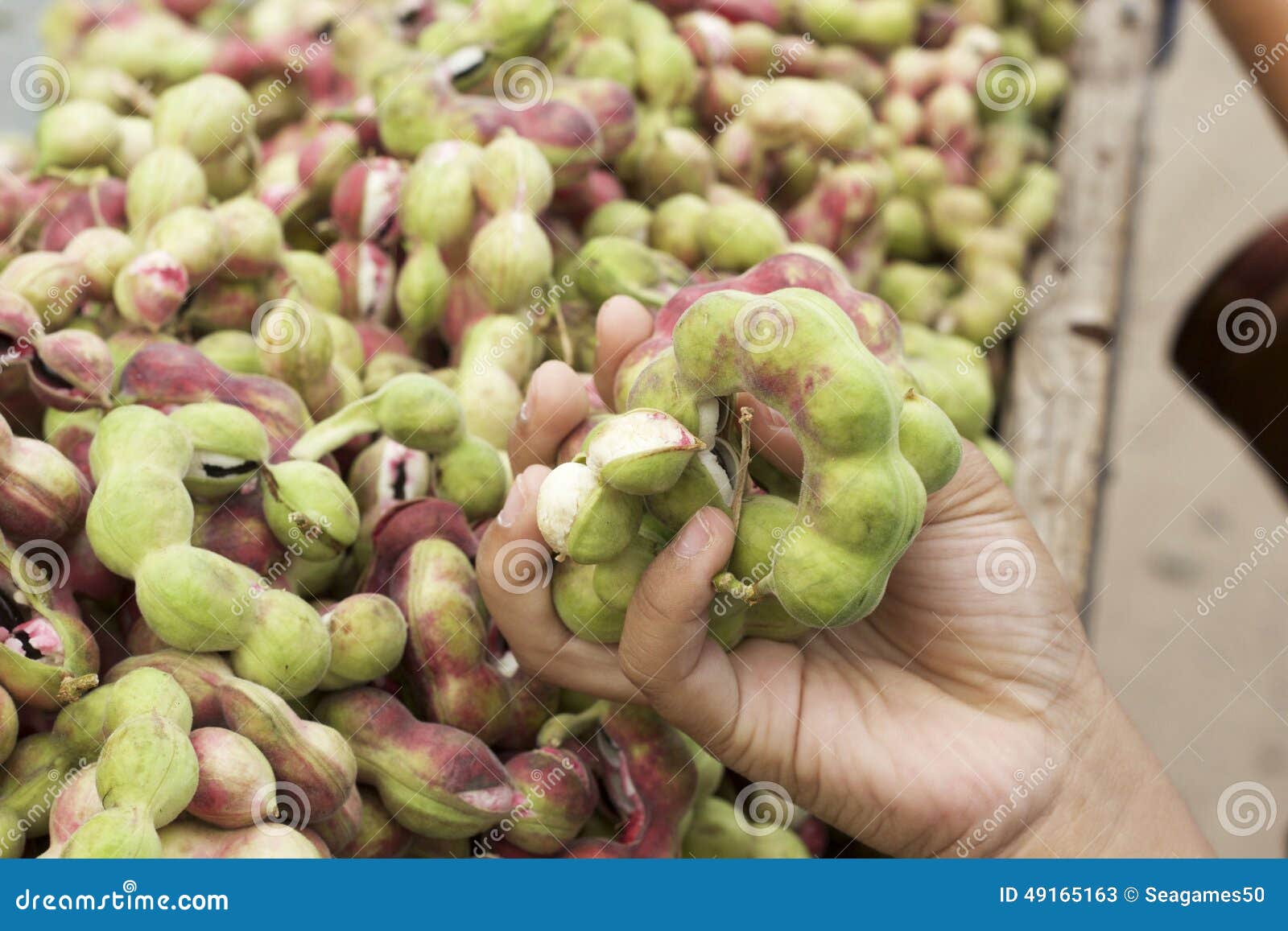 Manila tamarind stock image. Image of manila, fruit, nature - 49165163