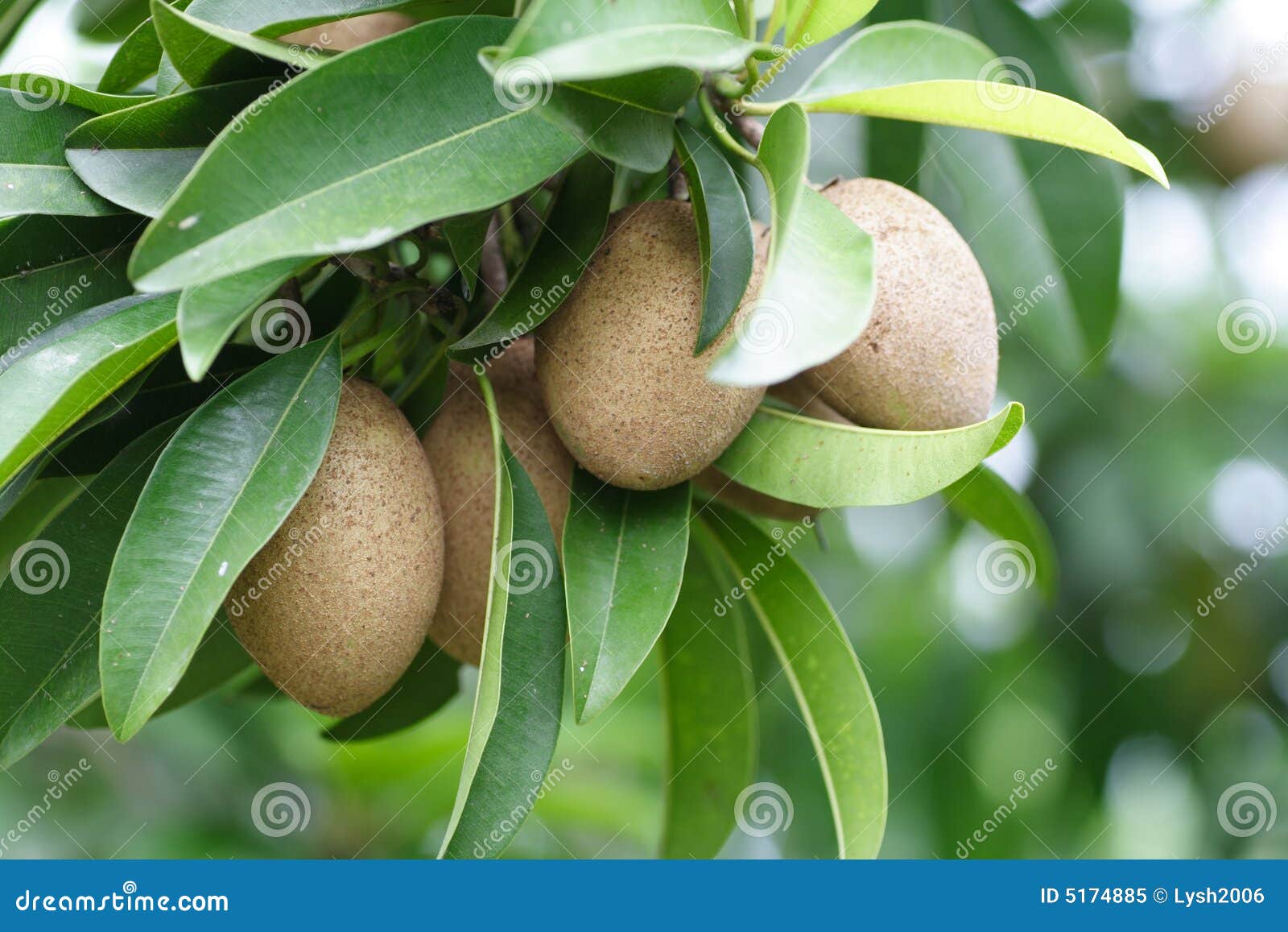 Manilkara Zapota Chico Sapota Sapodilla Fruit On Tree Food Sapoche ...