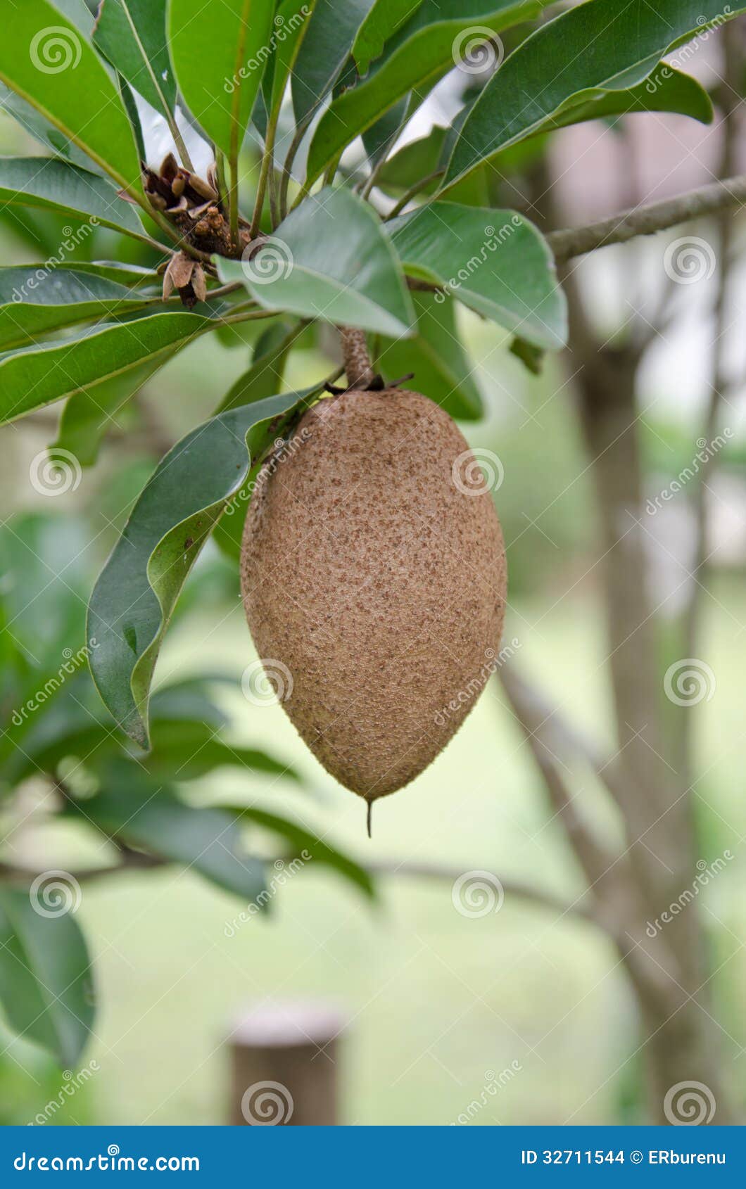 Manilkara Zapota Chico Sapota Sapodilla Fruit On Tree Food Sapoche ...