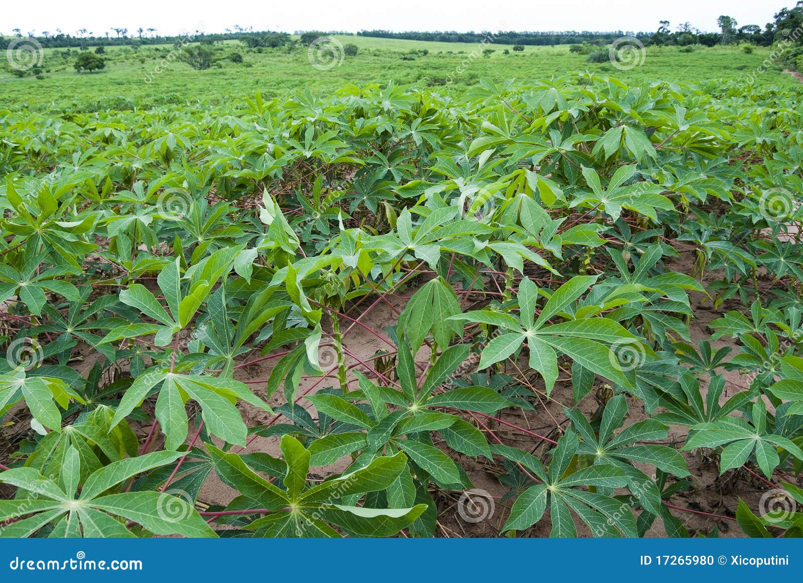 Manioc stock photo. Image of botany, brown, food, manioc - 17265980