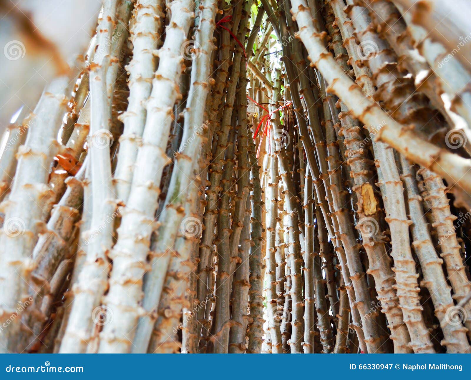 The manioc after harvest stock image. Image of field - 66330947