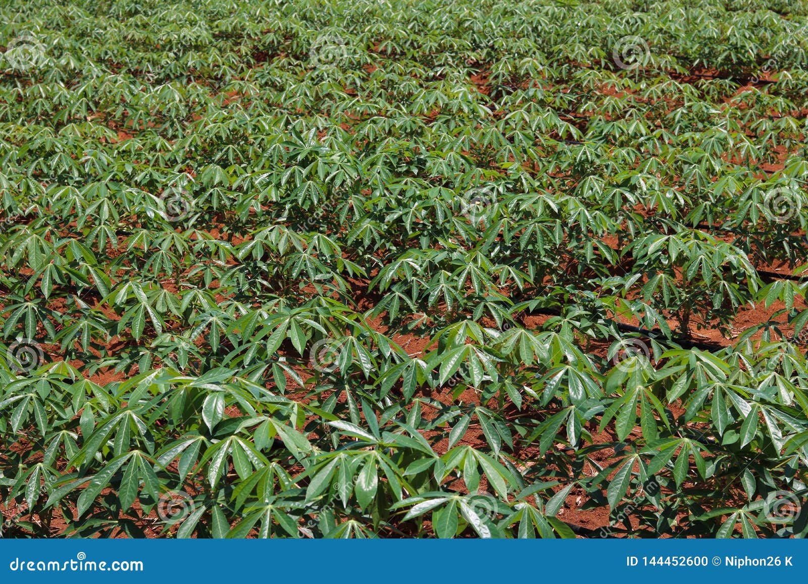 Manioc planting close up stock photo. Image of cassava - 144452600