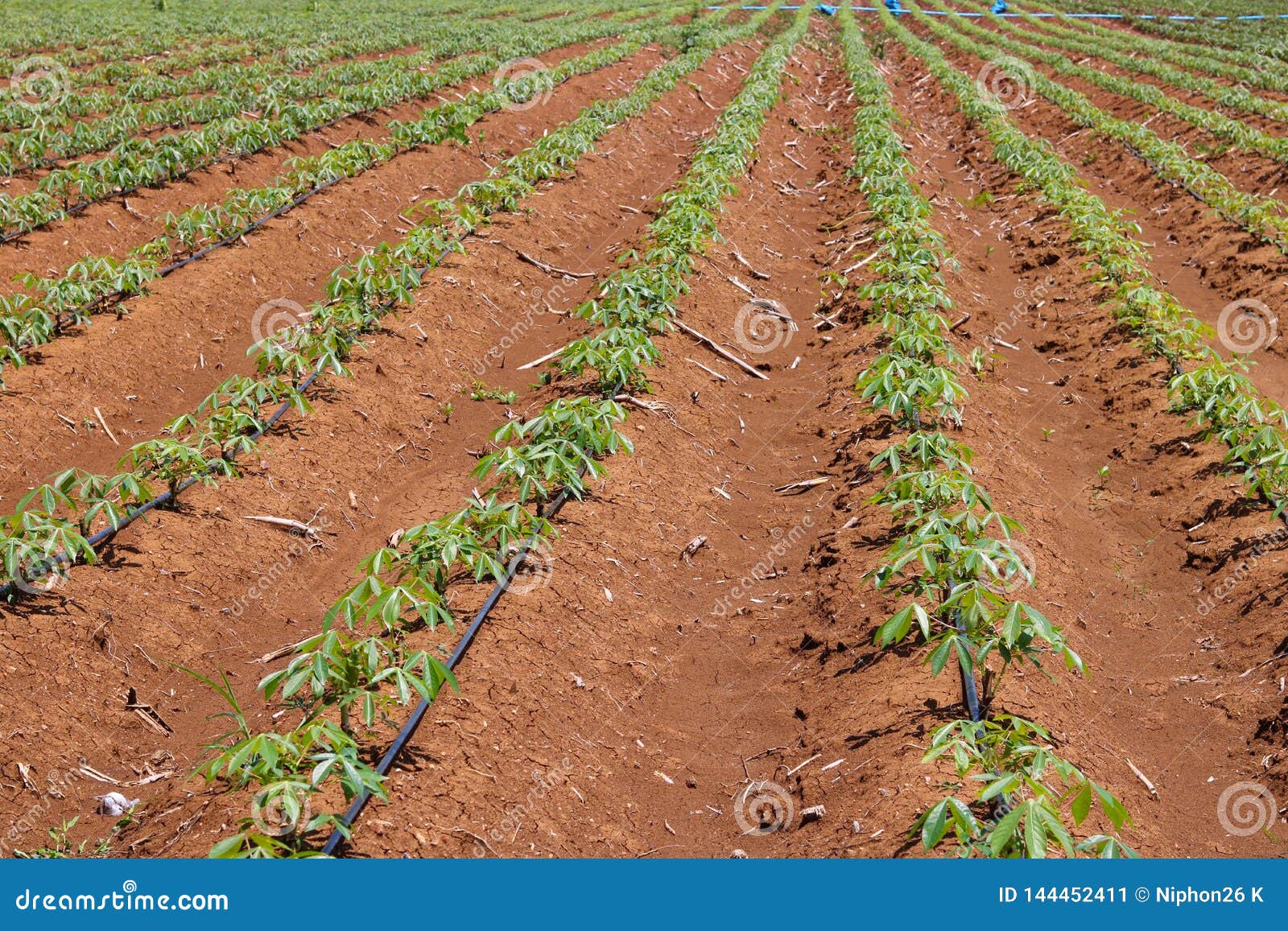 Manioc planting field stock image. Image of food, environment - 144452411