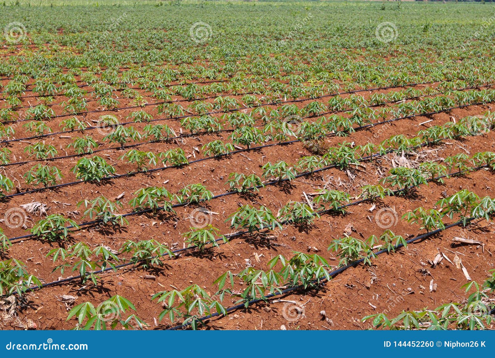 Manioc planting stock photo. Image of manioc, tropical - 144452260