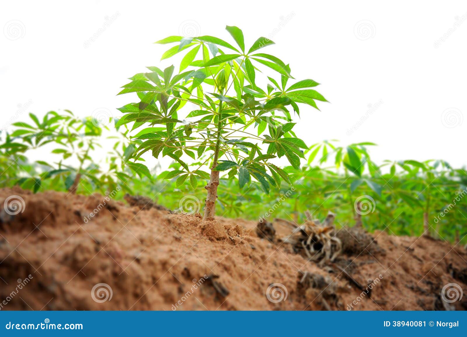 Manioca immagine stock. Immagine di agricoltura, patata - 38940081