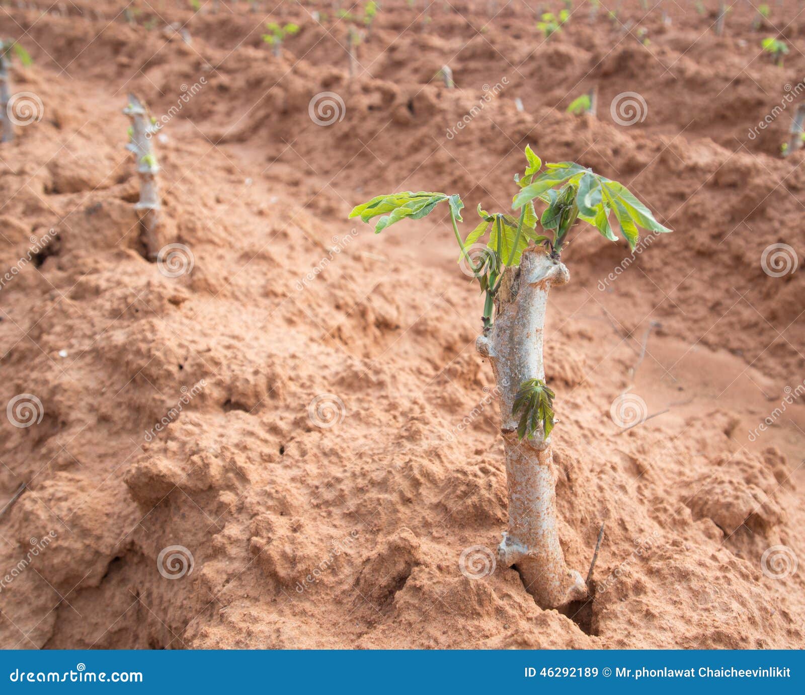 Manioca immagine stock. Immagine di agricoltura, pianta - 46292189