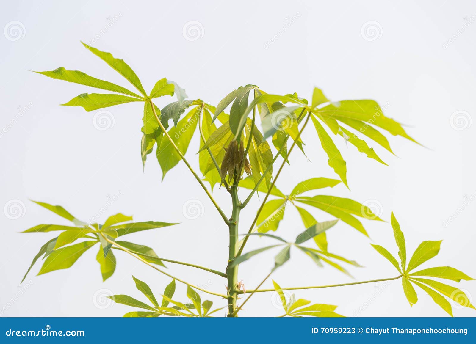 Manioca immagine stock. Immagine di farmland, podere - 70959223