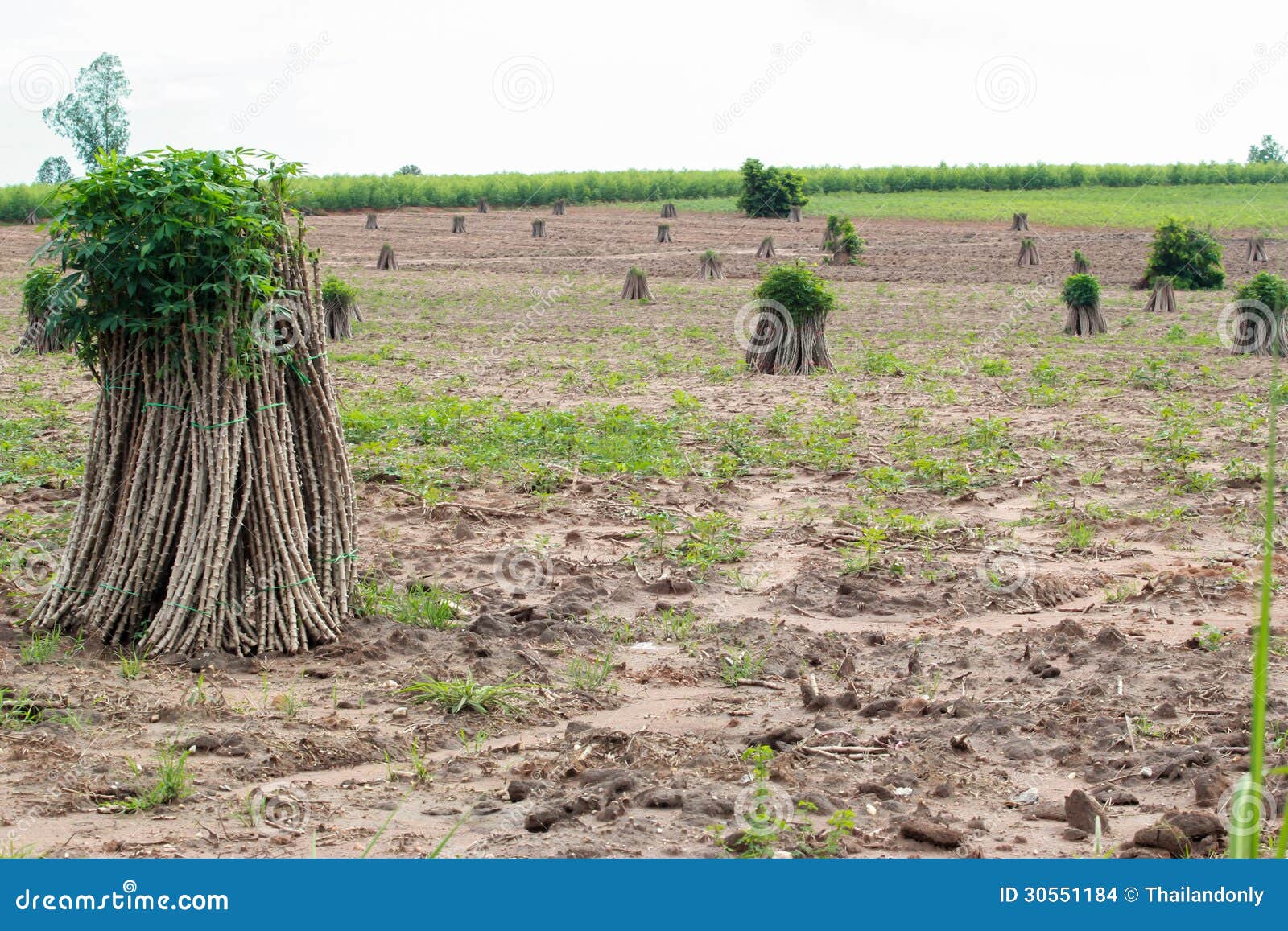 Manioca Delle Piante Di Tapioca. Fotografia Stock - Immagine di sano ...