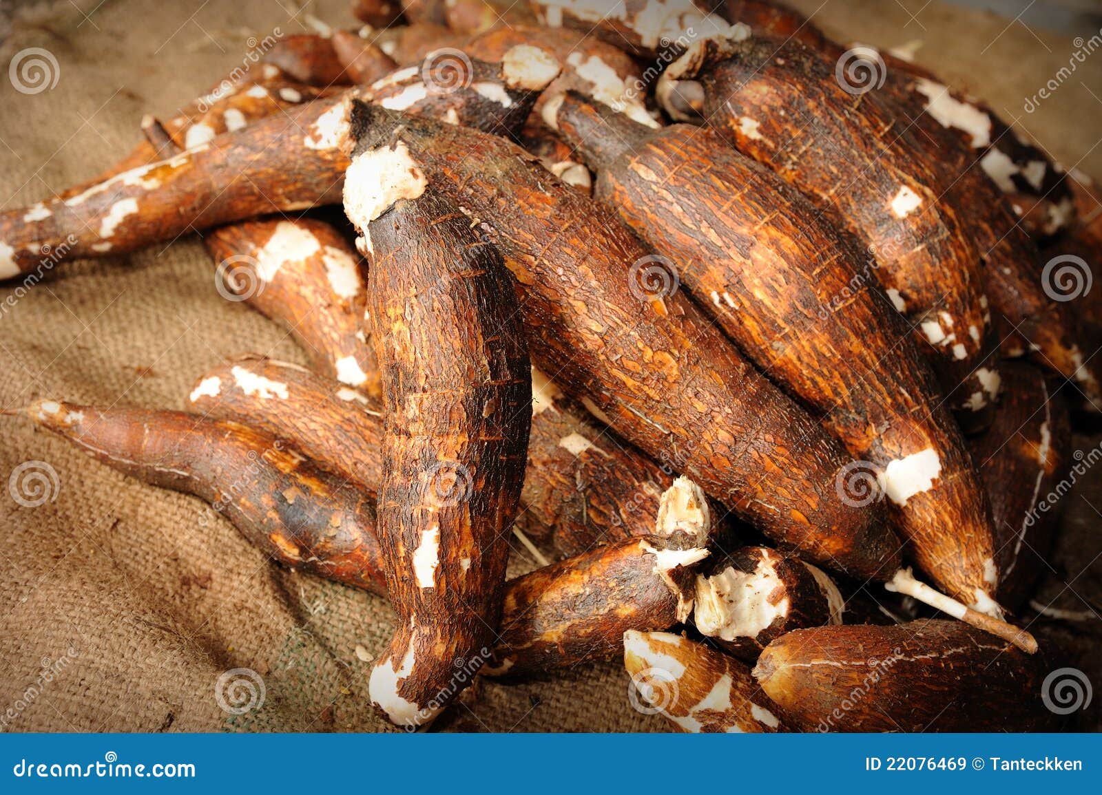 Manioca fresca immagine stock. Immagine di sussistenza - 22076469