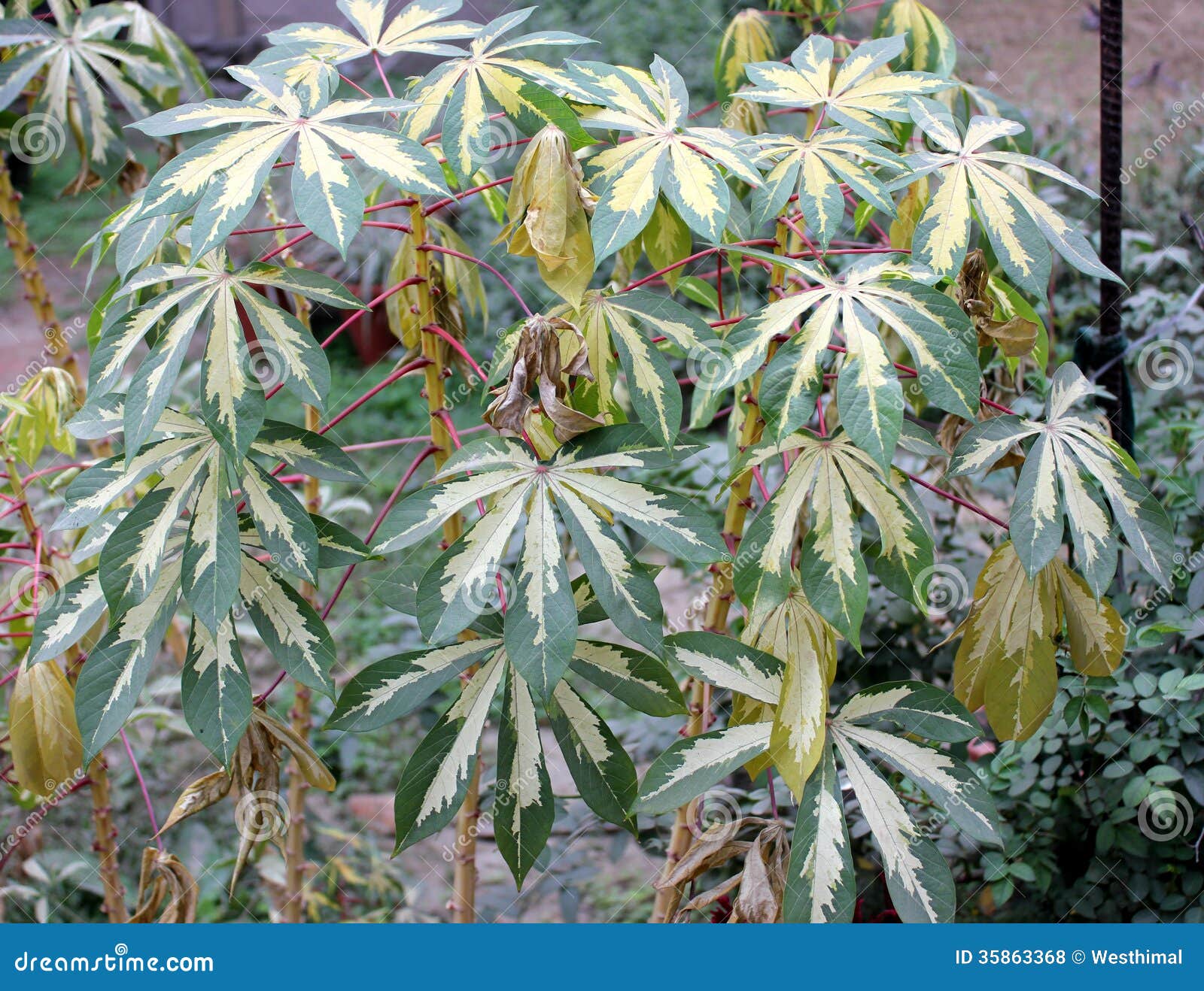 Manioca variegata fotografia stock. Immagine di profondamente - 35863368