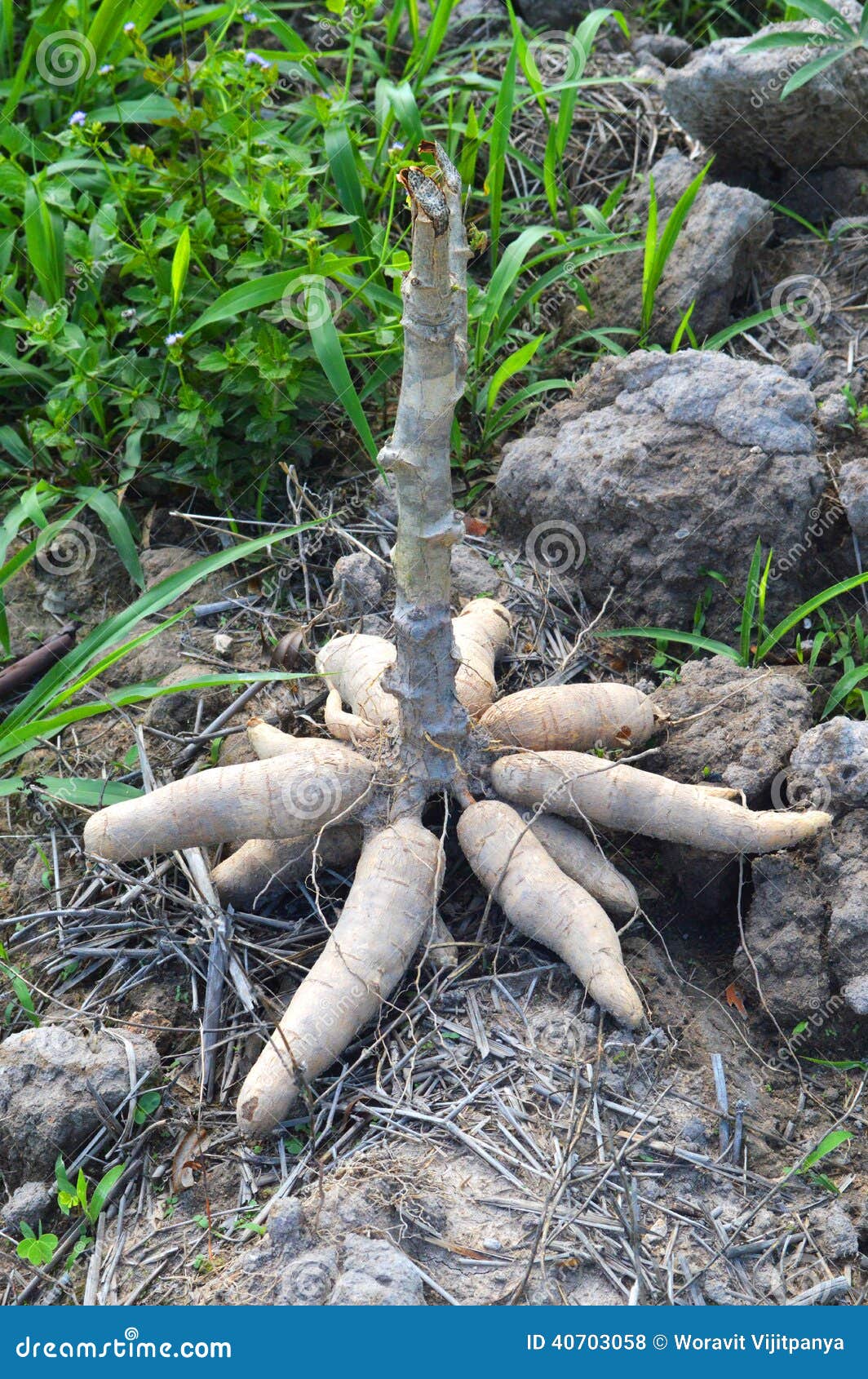 Maniok stock foto. Image of cultiveer, tropisch, landbouwbedrijf - 40703058