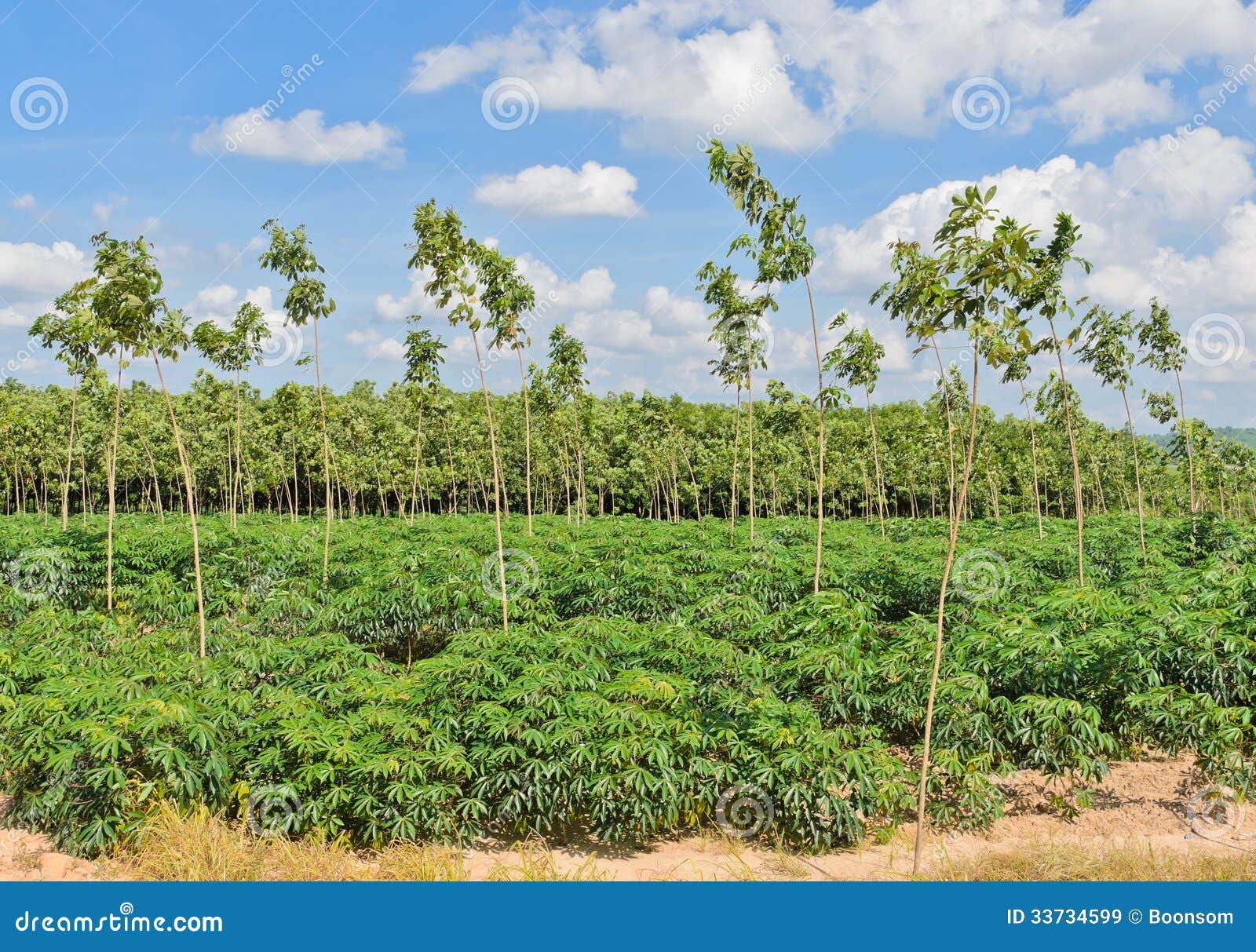 Maniok En Rubberaanplanting Stock Afbeelding - Image of milieu, hemel ...