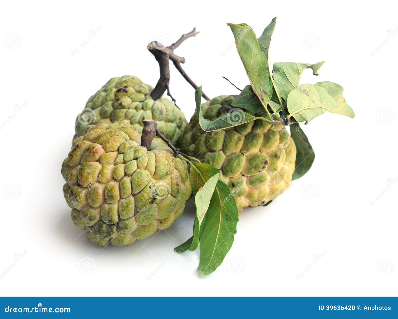 Maniok (kasawa) zdjęcie stock. Obraz złożonej z biały - 39636420