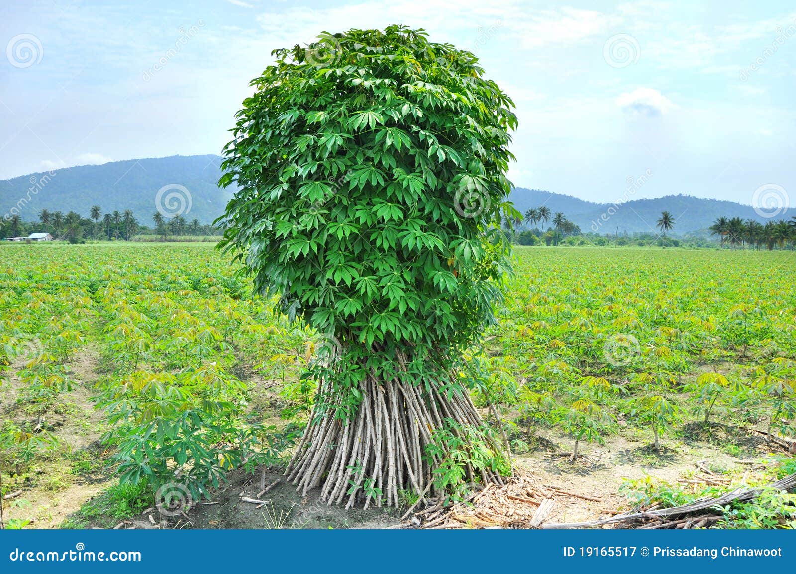Manioka- Oder Maniokabetriebsfeld Stockbild - Bild von manioka ...