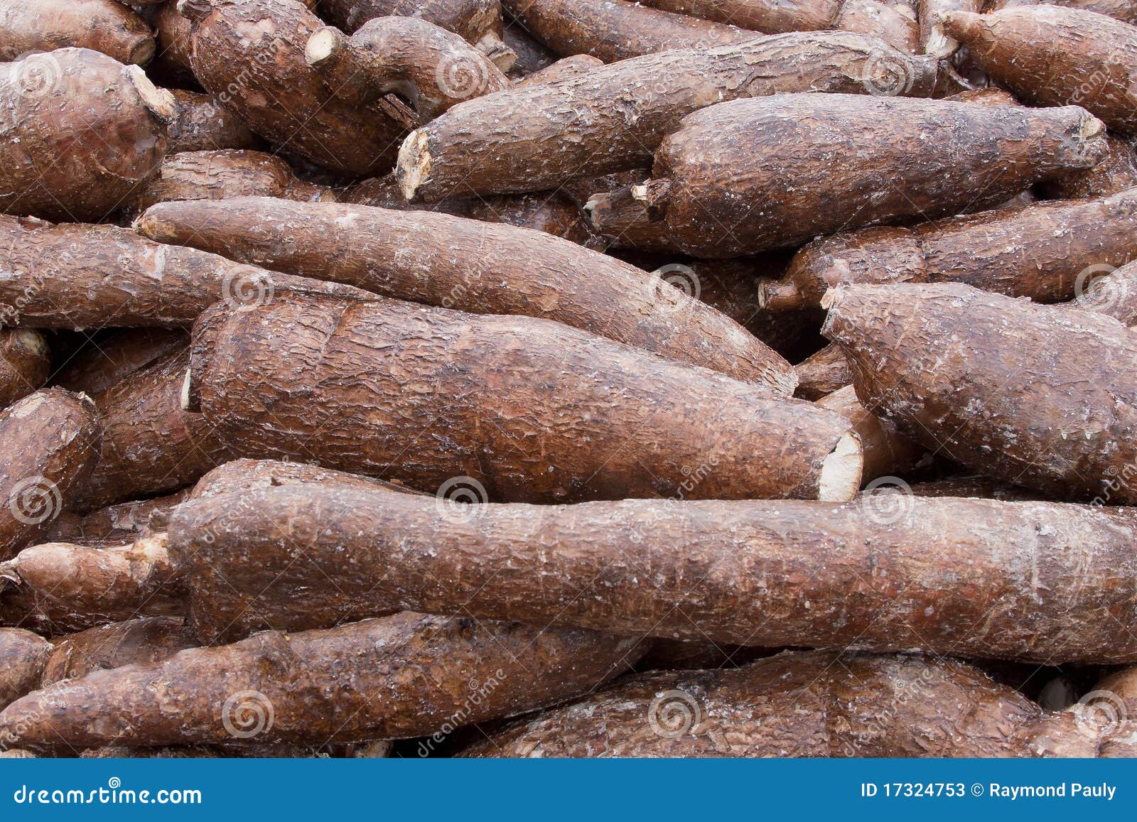 Manioka-Wurzel stockbild. Bild von nachrichten, wurzel - 17324753